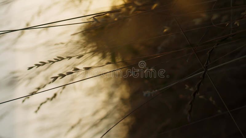Vertical Camera Flies through the Grass at Sunset or Sunrise Stock ...