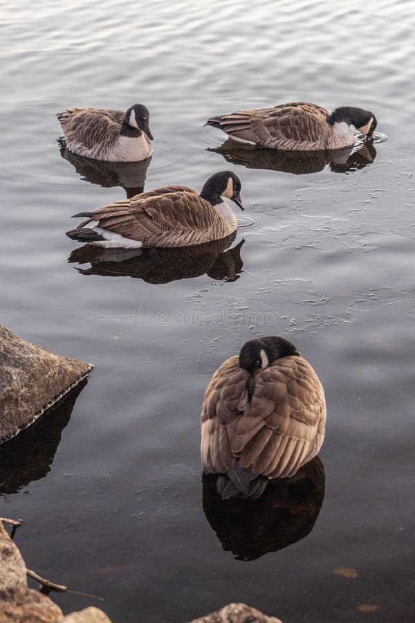 Vertical of Canada Geese Along a River in Boston. Stock Image - Image ...