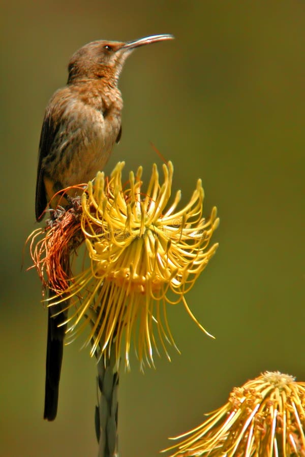 Vertical of a Cape Sugarbird, Promerops Cafer, Perched Stock Image ...