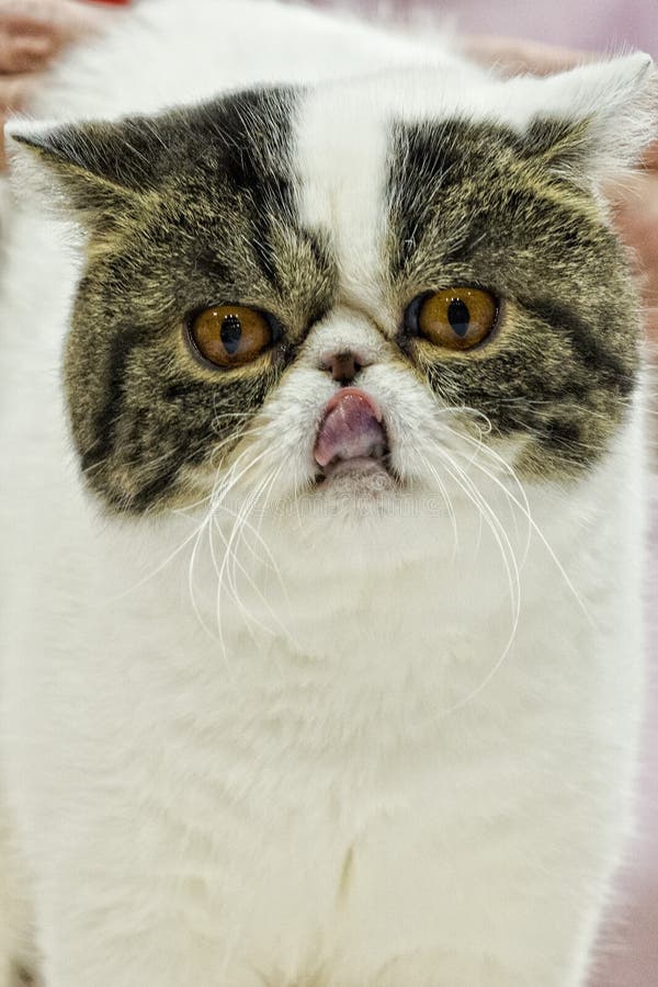 Vertical cat portrait stock photo. Image of sitting, vertical - 39180174