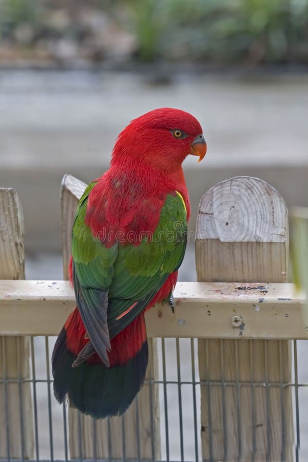 Vertical of a Chattering Lory, Lorius Garrulus Stock Photo - Image of ...