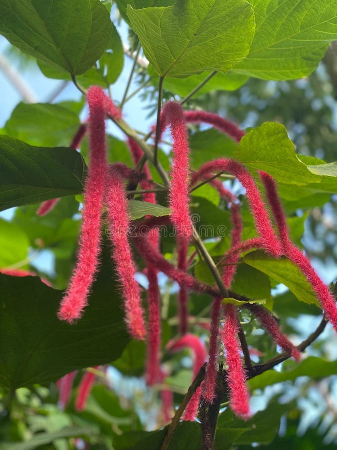 Vertical of Chenille, Acalypha Hispida Flowering Plant Stock Photo ...