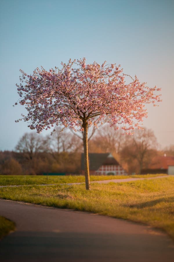 Vertical of a Cherry Blossom Tree. Stock Photo - Image of tree, garden ...