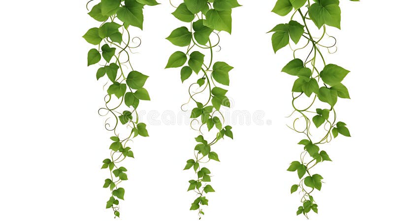 Vertical Vine Stock Illustrations – 2,244 Vertical Vine Stock ...