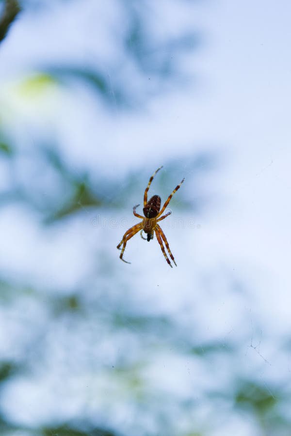 Vertical Close-up of a Common Cross (Araneus Diadematus) Spider Weaving ...