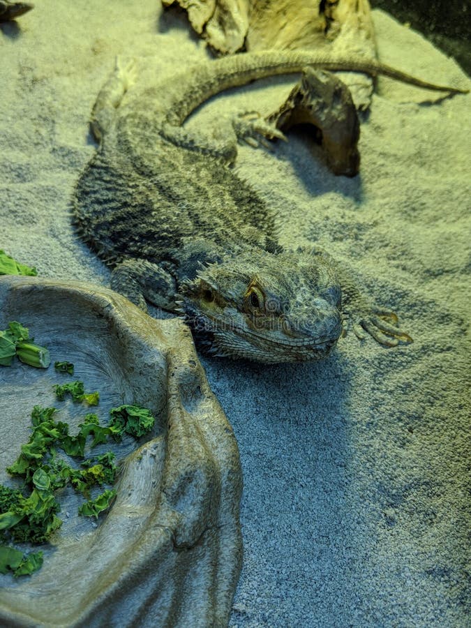 Vertical Close-up of a Curious Lizard Looking Directly at the Camera ...