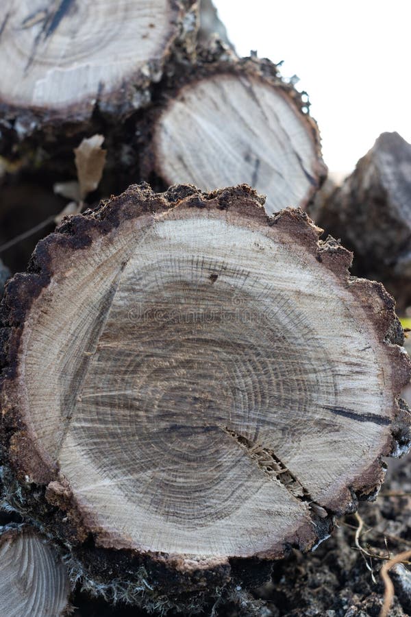 Vertical Close-up of Cut Wood Logs Prepared for Firewood Stock Photo ...