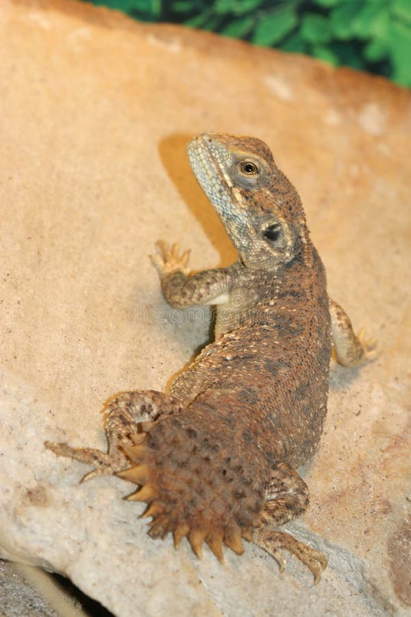 Vertical Close-up on a the Dwarf Shield-tailed Agama, Xenagama Stock ...