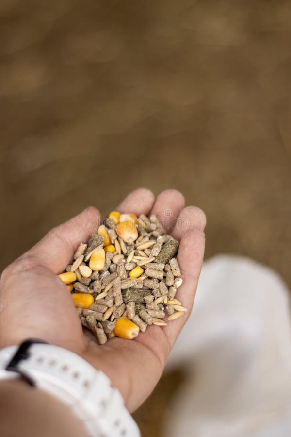 Vertical Close Up of Farmer`s Hand Holding Compound Cattle Feed in ...