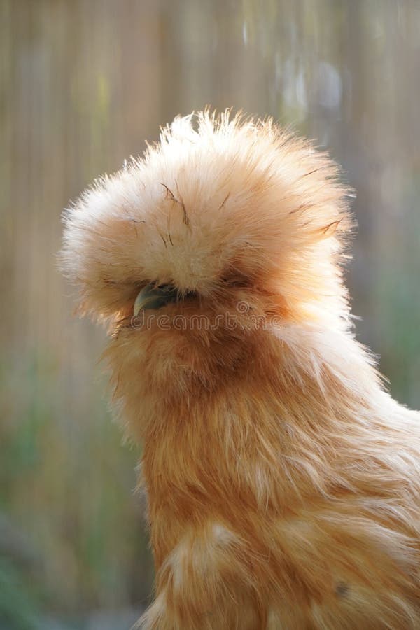 Vertical Close Up of a Fluffy Silkie Chicken Stock Image - Image of ...