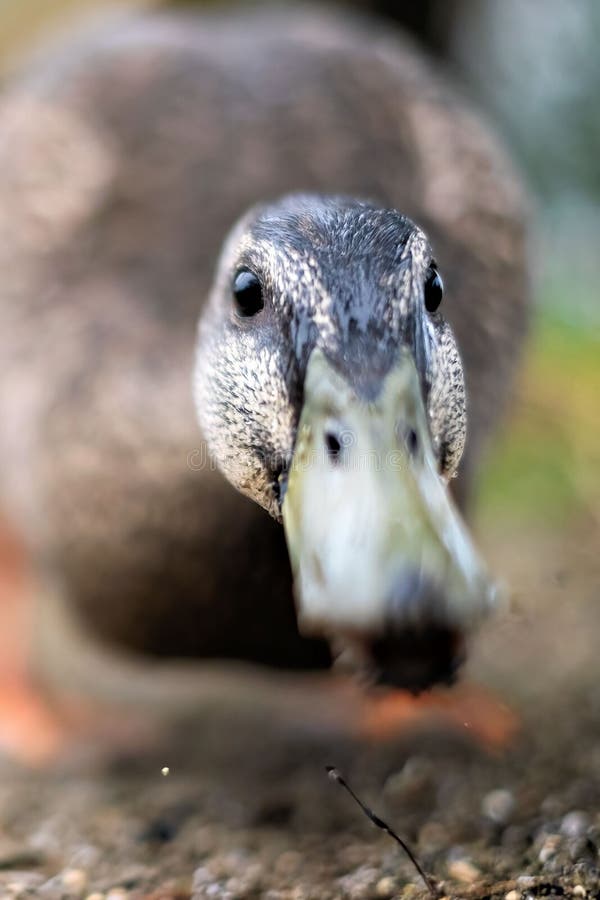 Vertical Close-up of a Front View of a Female Duck Staring at the ...