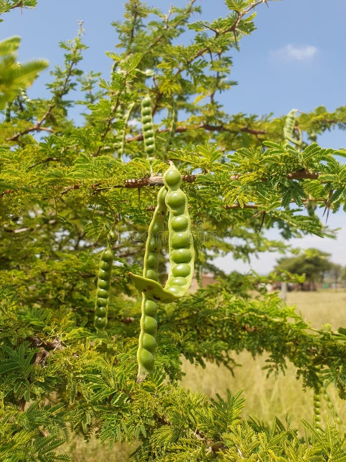 Gum Arabic Tree with Seed Pots Hanging from it Stock Image - Image of ...