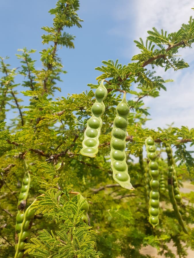 Arabic Tree with Seed Pots Still Maturing Stock Photo - Image of leaf ...