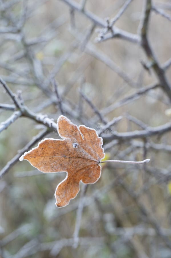Vertical Close-up of a Leaf Covered in Frost in a Forest on a Cold Day ...