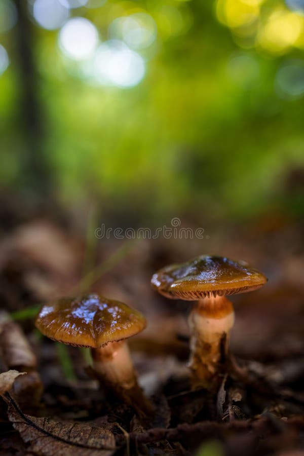 Vertical Close-up of Mushrooms in a Chestnut Forest Stock Image - Image ... Vertical Close-up of Mushrooms in a Chestnut Forest Stock Image - Image ...