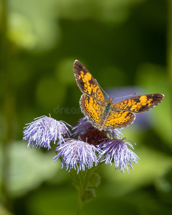 Vertical Close-up of an Orange Pearl Crescent (Phyciodes Tharos ...
