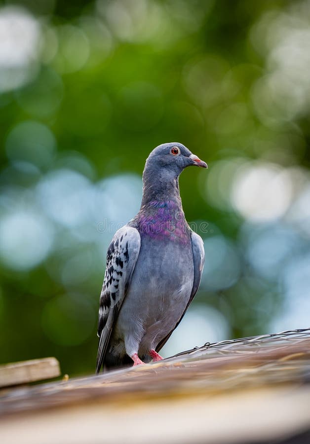 Vertical Close-up of a Pigeon Perched on a Rooftop with a Blurred Green ...