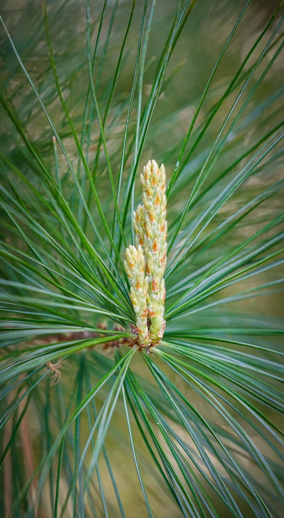 Vertical Close Up of a Pine Tree Bud and Needles. Stock Photo - Image ...