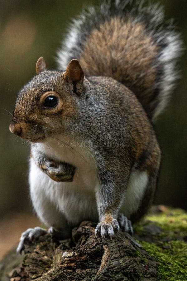Vertical Close-up Profile View of an Eastern Gray Squirrel on the ...