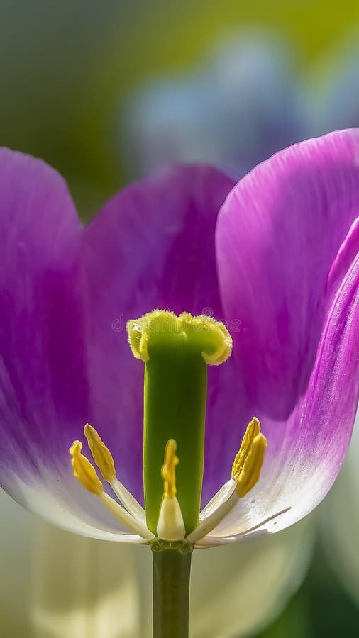 595 Tulip Organs Stock Photos - Free & Royalty-Free Stock Photos from ...