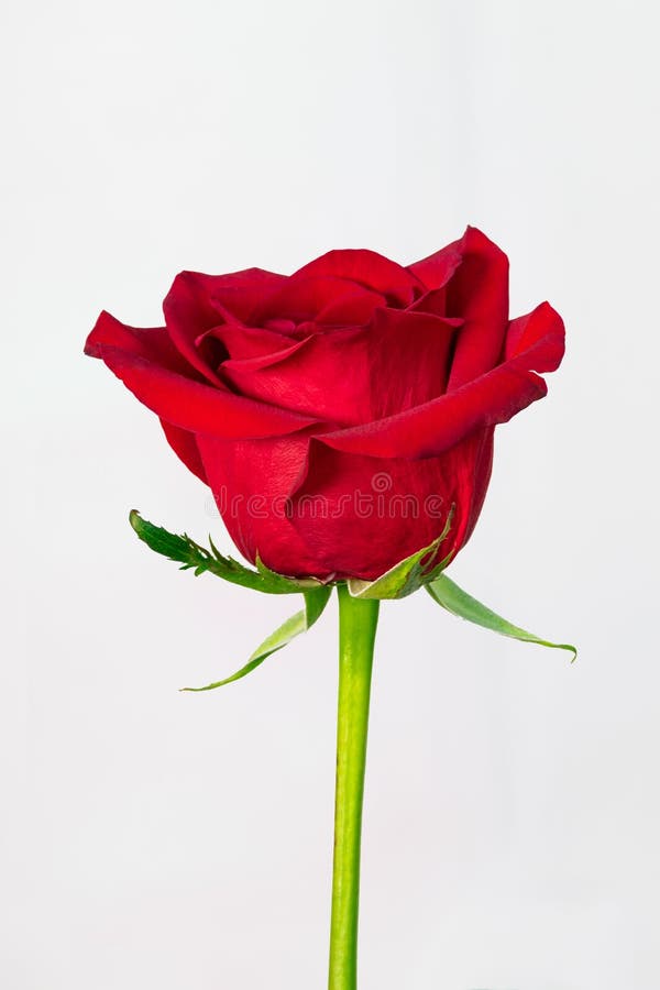 Vertical Close-up of a Red Rose Stock Photo - Image of abstract ...