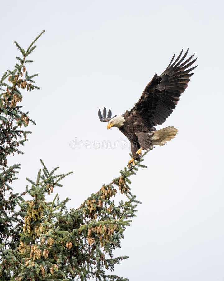 Vertical Close-up Shot of a Bald Eagle Flying Next To a Pine Tree Stock ...