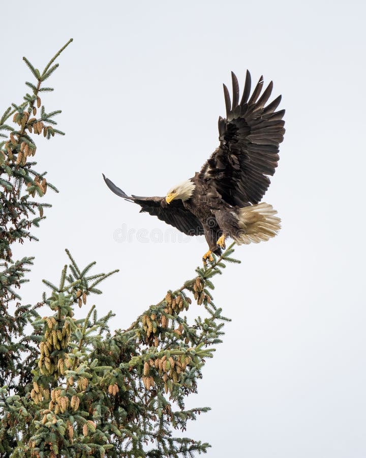 Vertical Close-up Shot of a Bald Eagle Flying Next To a Pine Tree Stock ...