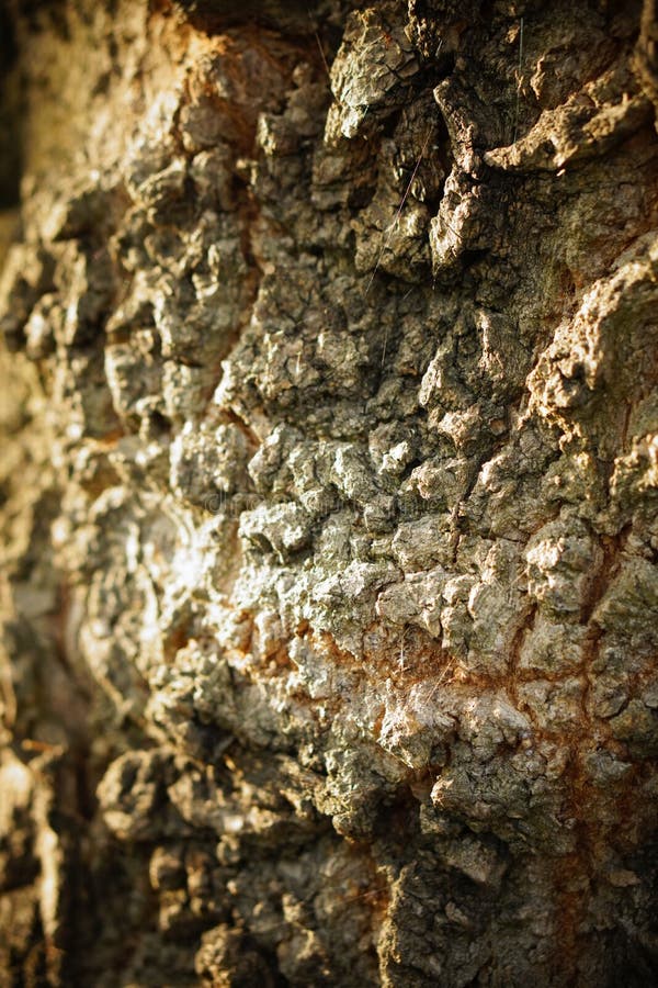 Vertical Close-up Shot of a Bumpy Trunk Texture Stock Photo - Image of ...