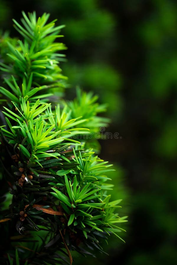 Vertical Close-up Shot of Conifer Tree Branches Stock Image - Image of ...