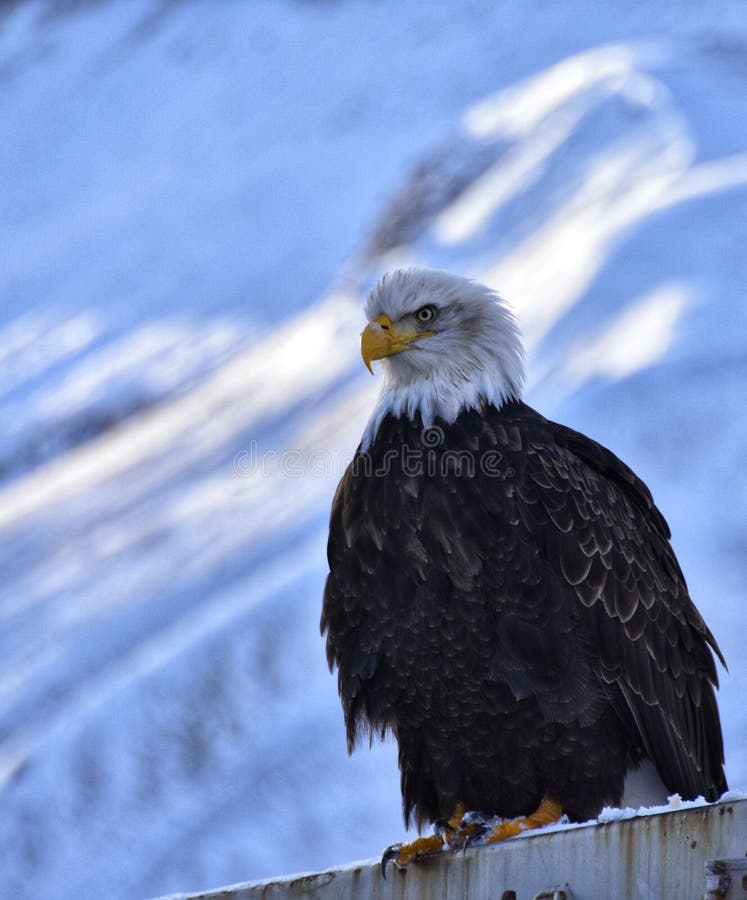 Vertical Close-up Shot of an Eagle in a Blur Stock Photo - Image of ...