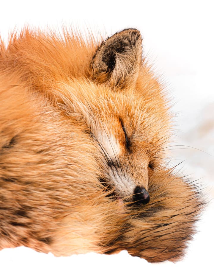 Vertical Close-up Shot of a Fox Sleeping on the Snow Stock Photo ...