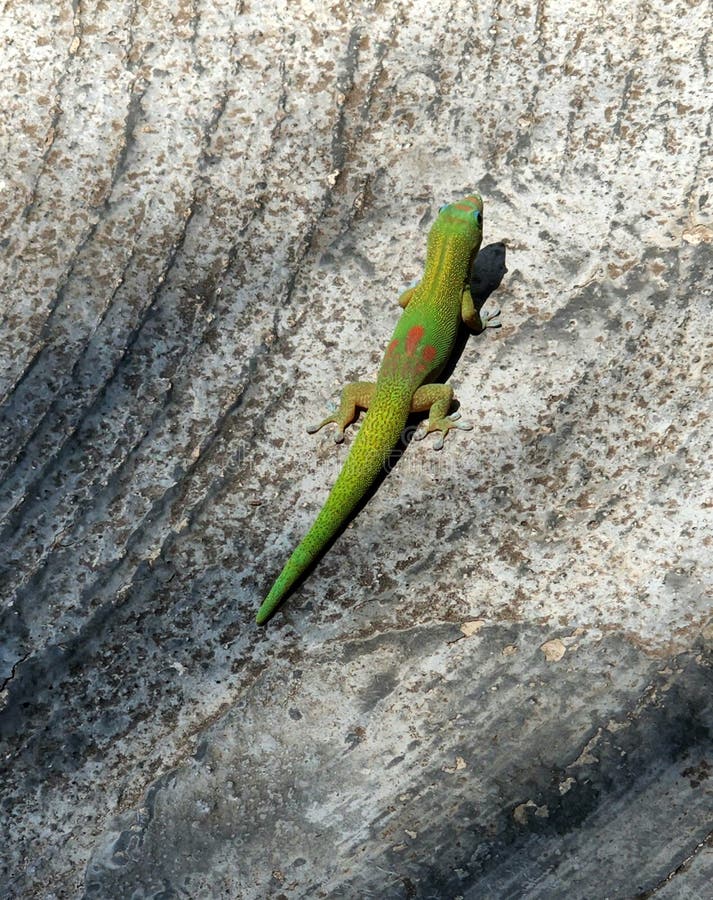 Vertical Close-up Shot of a Gecko on a Rock Stock Photo - Image of ...