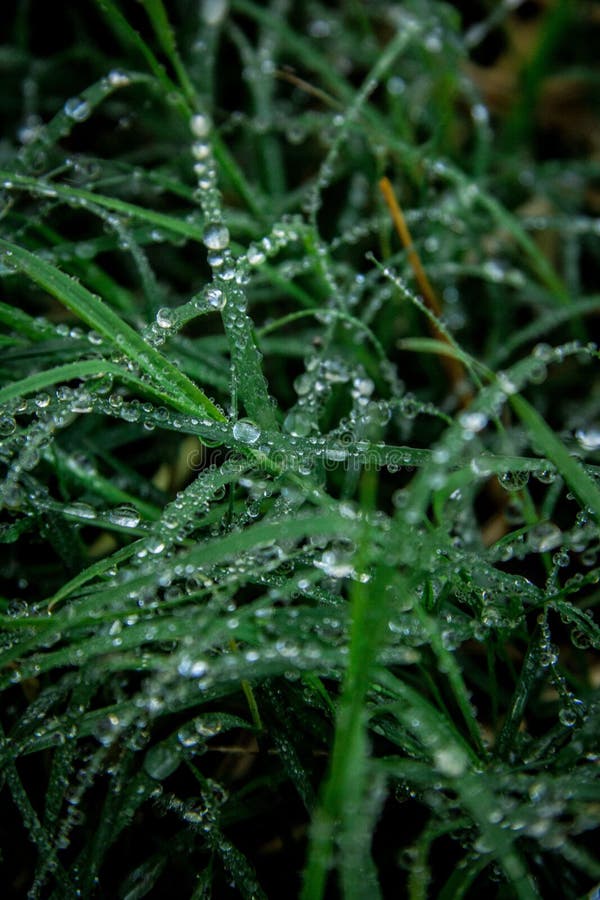 Vertical Close-up Shot of Grass Covered in Dew Stock Image - Image of ...