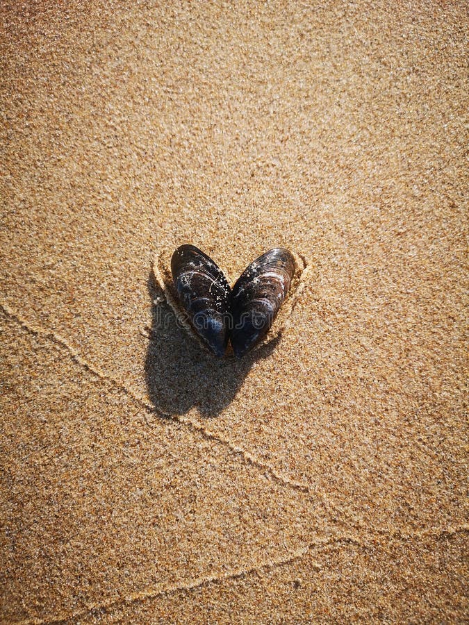 Vertical Close-up Shot of Mussels on a Sandy Beach Stock Image - Image ...