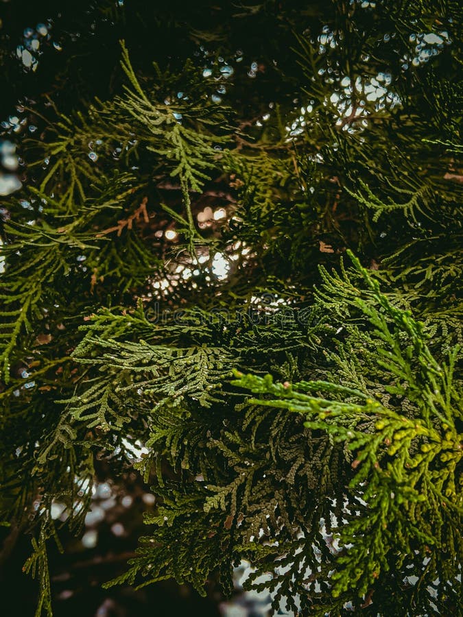 Vertical Close-up Shot of Pine Tree Branches Stock Photo - Image of ...