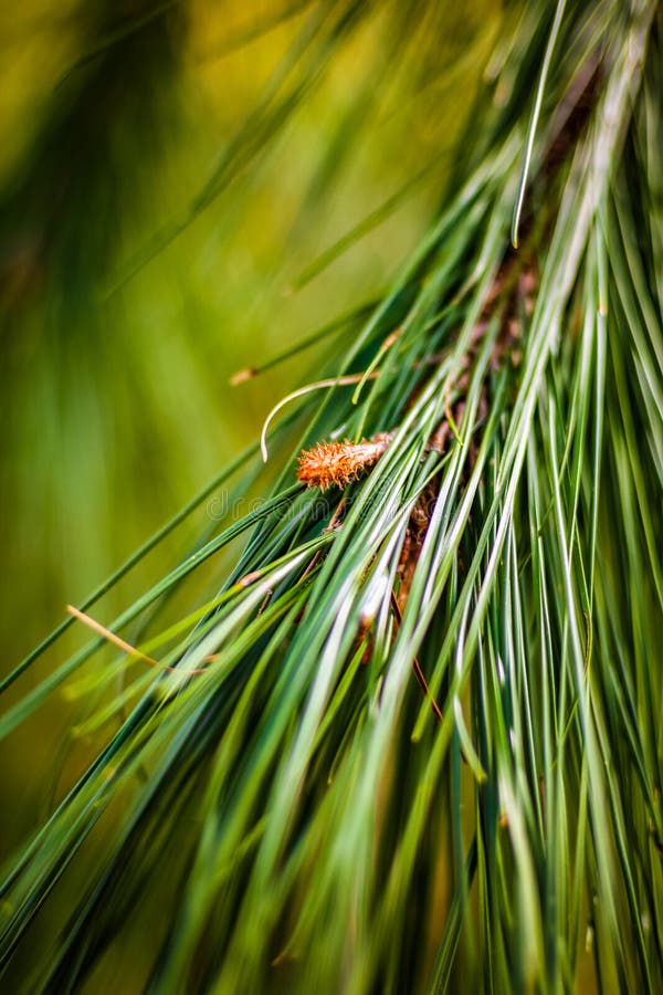 Vertical Close-up Shot of a Pine Tree Brench. Stock Image - Image of ...
