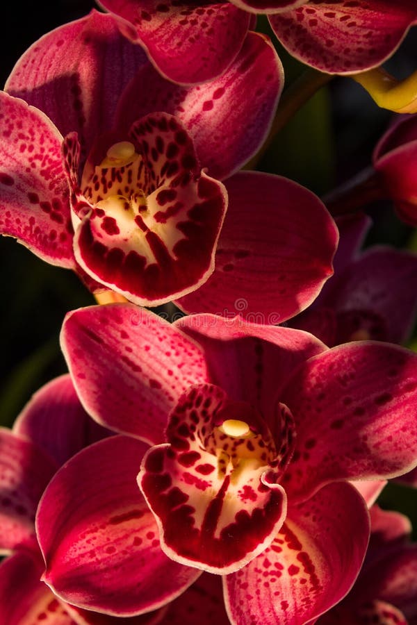 Vertical Close-up Shot of Red Orchids Stock Image - Image of wallpaper ...