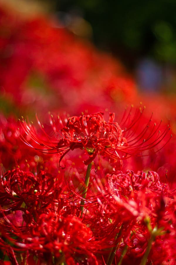 Vertical Close-up Shot of Red Spider Lilies in a Blur Stock Photo ...