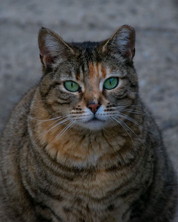 Vertical Close-up Shot of a Stray Cat Looking at the Camera Stock Image ...