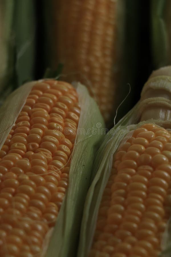 Vertical Close-up Shot of Uncooked Corn Stock Photo - Image of healthy ...