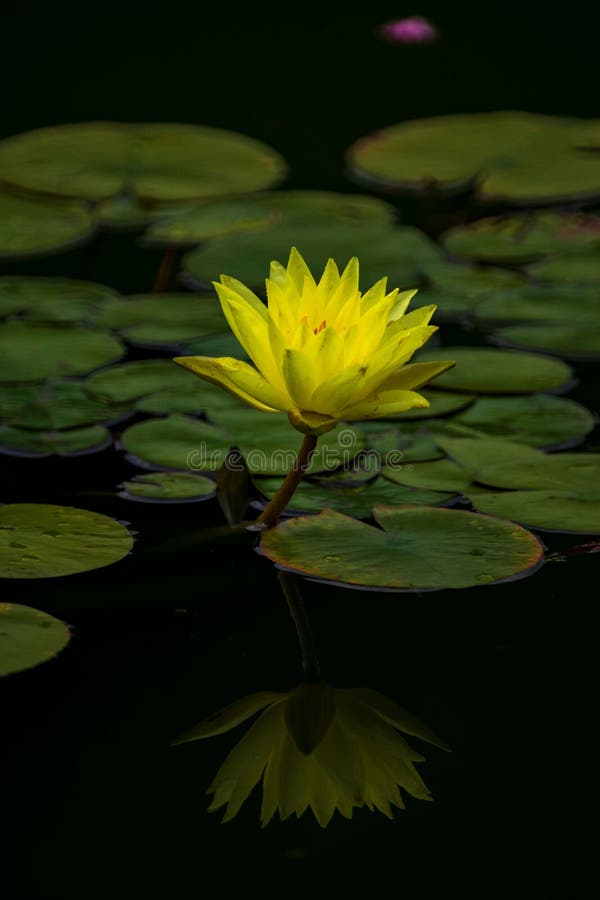 Vertical Close-up Shot of a Yellow Water Lily in a Pond Stock Photo ...