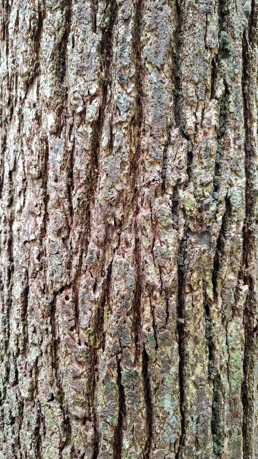 Vertical Close-Up of Tree Bark Texture in Natural Forest Stock Photo ...