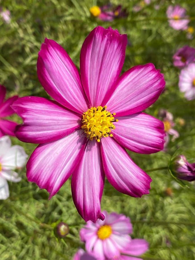 Vertical Close-up View of a Cosmos Flower Head Blooming in a Meadow ...