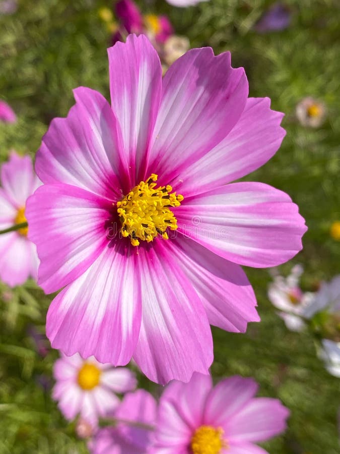Vertical Close-up View of a Cosmos Flower Head Blooming in a Meadow ...