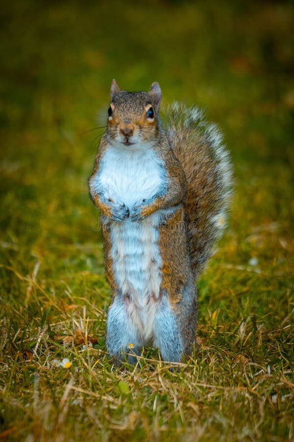 Vertical Close-up View of an Eastern Gray Squirrel Standing on the ...