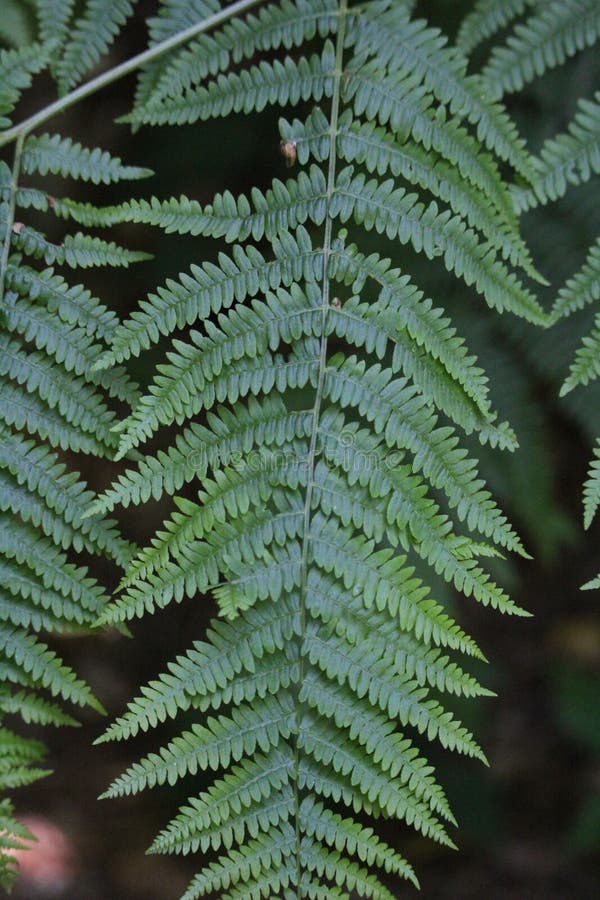 Vertical Close-up View of the Fern Plant Leaves Stock Photo - Image of ...