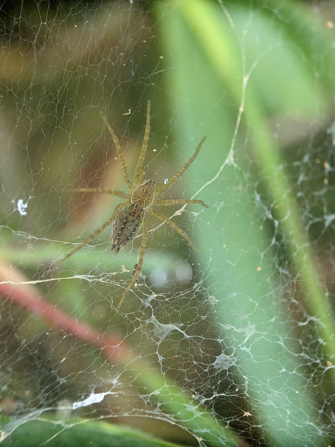 Vertical Close-up View of a Grass Spider on Its Web in the Greenery ...