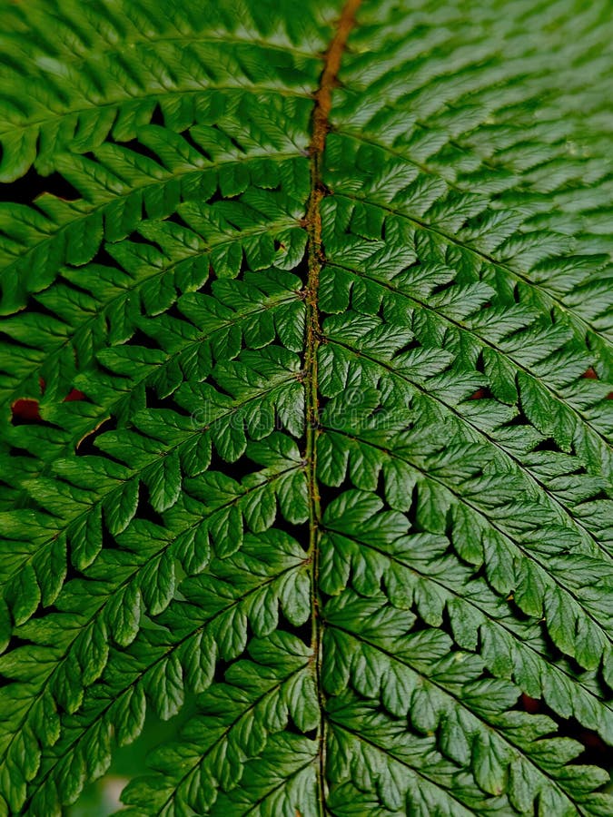 Vertical Close-Up View of Green Fern Leaf Wallpaper Stock Image - Image ...