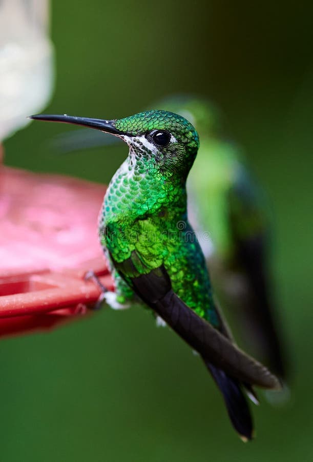 Vertical Close-up View of a Hummingbird Perching on the Red Plastic ...