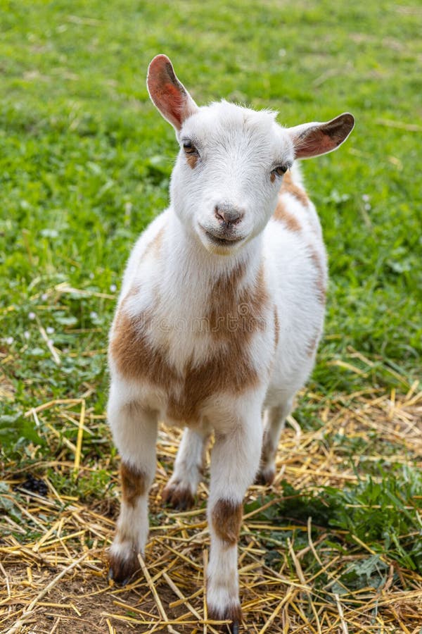 Vertical Close-up View of a Nigerian Dwarf Goat in the Field Stock ...